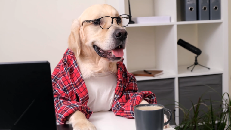 BOSSy – Bei uns finden Sie alles für Ihr Büro